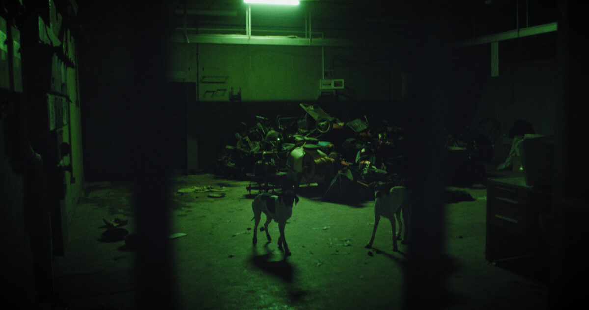 Janis Rafa and the Fear of Leaving the Animal Forever Forgotten Under ...