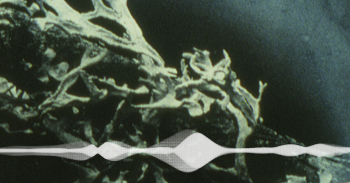 Film Poetry by Rose Lowder and Charlotte Pryce | Eye Filmmuseum