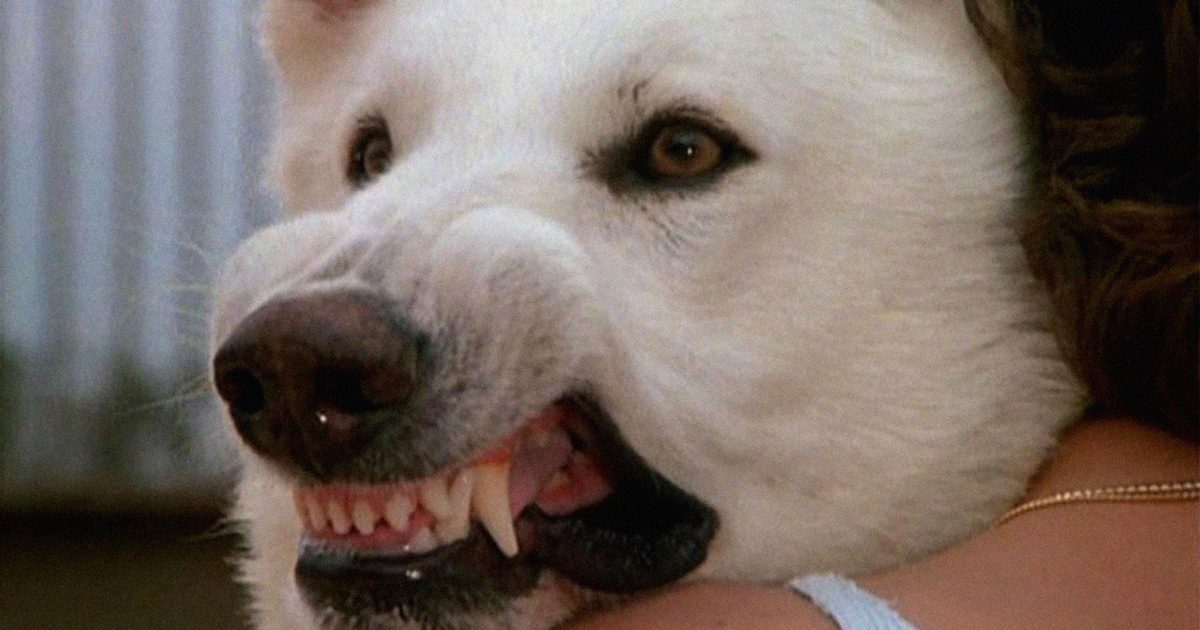 Dog Night | Eye Filmmuseum